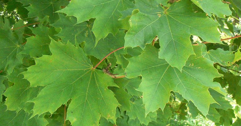 Crimson King Maple Growing & Care - The Garden Magazine
