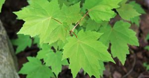 October Glory Maple Growing & Care - The Garden Magazine