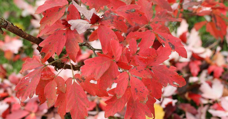 10 Maples with Brilliant Red Leaves for Fall Color - The Garden Magazine