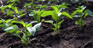 Pimento Pepper Growing & Care Guide - The Garden Magazine