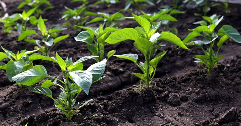 15 High-Yield Vegetables for Small Gardens - The Garden Magazine