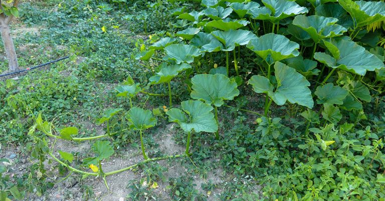 Queensland Blue Pumpkin Growing & Care - The Garden Magazine
