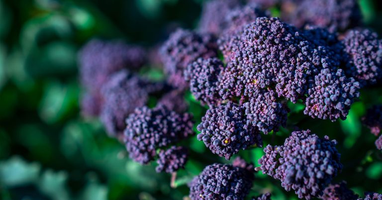 Purple Sprouting Broccoli Growing & Care - The Garden Magazine