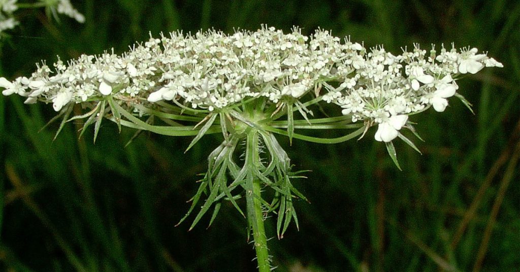 Queen Anne's Lace Growing & Care - The Garden Magazine