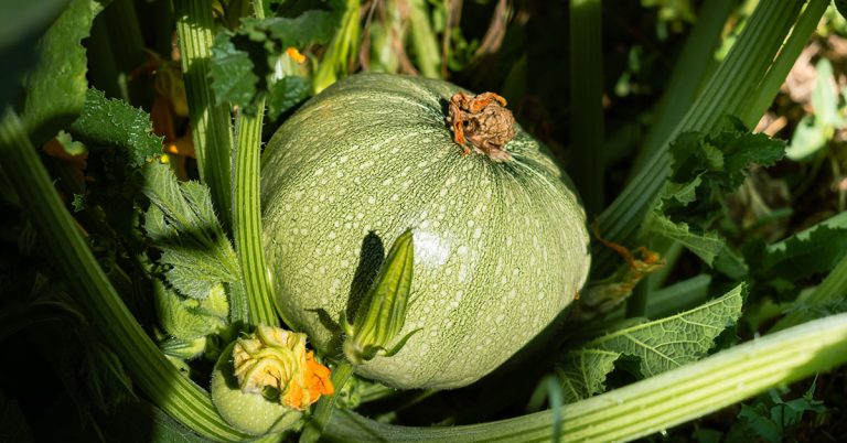 Round Zucchini Growing & Care Guide - The Garden Magazine