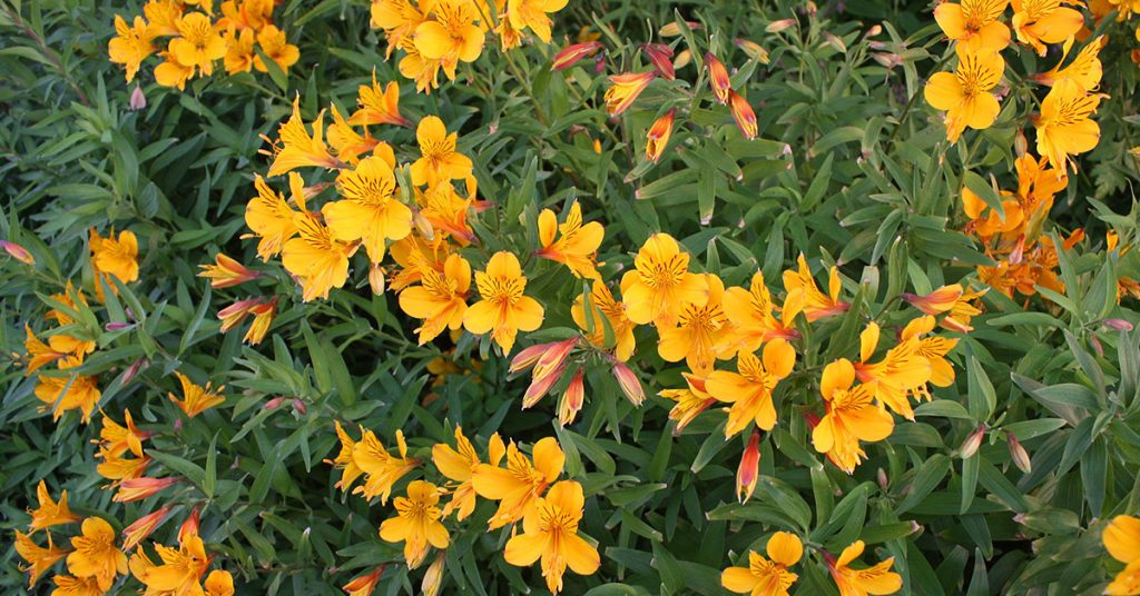 Sticky Monkeyflower Growing & Care - The Garden Magazine