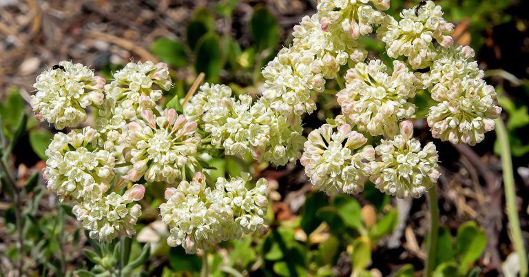 Sulphur Flower Growing & Care Guide - The Garden Magazine