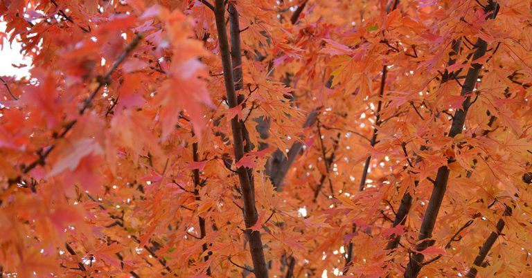 Sunset Maple Growing & Care - The Garden Magazine