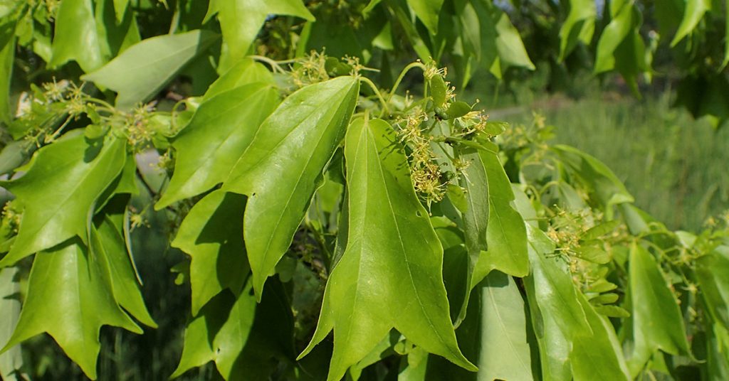 Trident Maple Growing & Care - The Garden Magazine