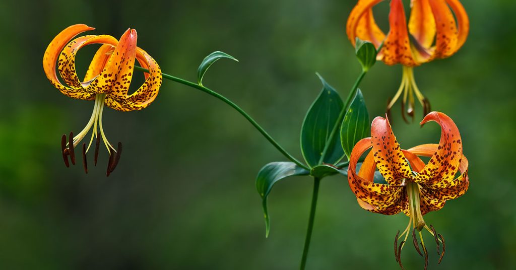 Turk's Cap Growing & Care Guide - The Garden Magazine