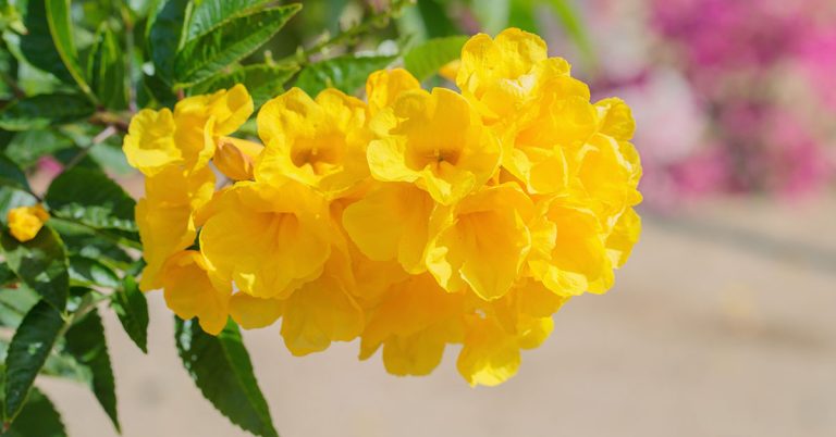 Yellow Bells Growing & Care Guide - The Garden Magazine