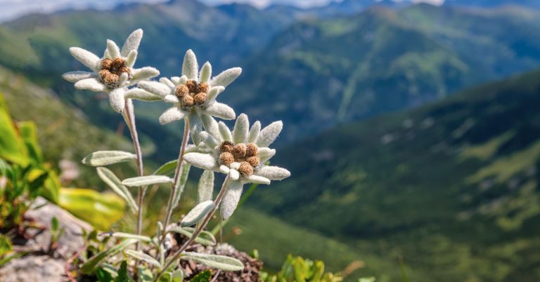 Edelweiss Flower Meaning & Growing Guide - The Garden Magazine