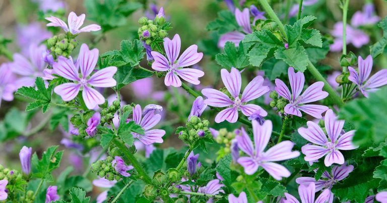 Mallow Growing & Care Guide - The Garden Magazine
