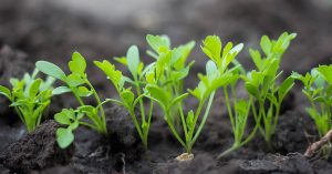 Wild Arugula Growing & Care Guide - The Garden Magazine