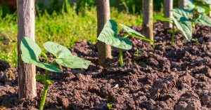 Kidney Bean Growing & Care Guide - The Garden Magazine