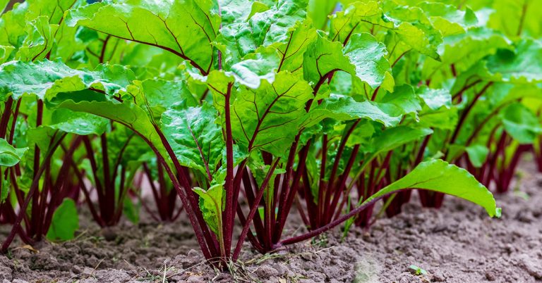 10 Vegetables To Plant Now For A Late Fall Harvest - The Garden Magazine