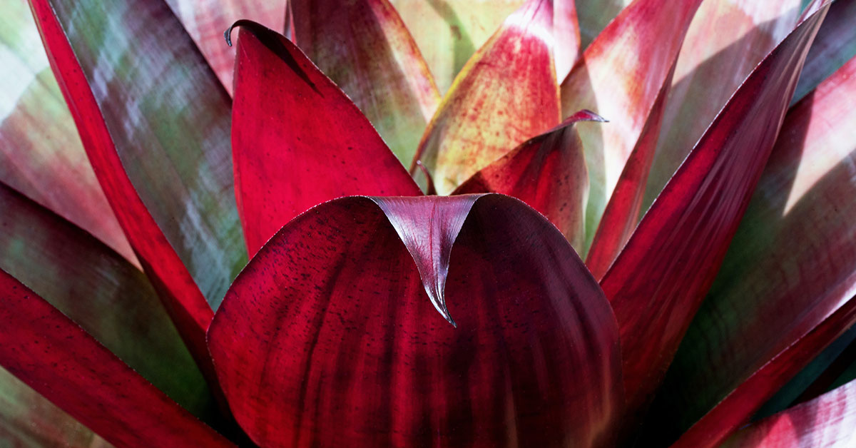 8 Tropical Plants With Stunning Red Flowers - The Garden Magazine