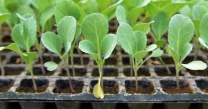 Flat Dutch Cabbage Growing & Care - The Garden Magazine