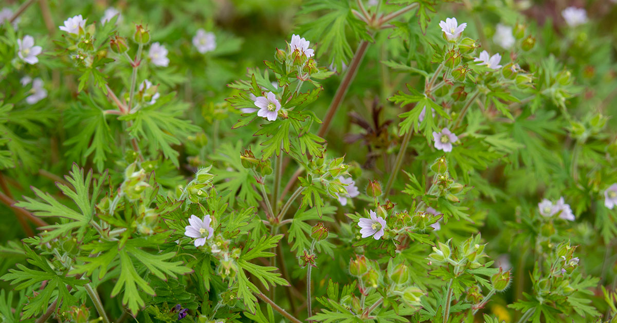 Carolina Geranium Growing & Care Guide - The Garden Magazine