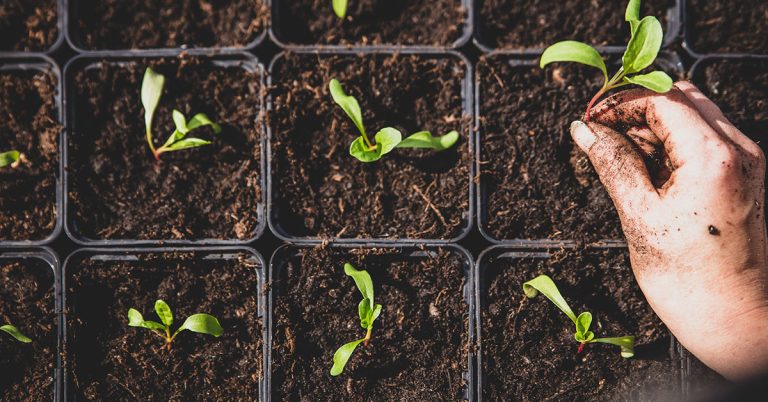 27 Tips for Growing Flowers from Seeds - The Garden Magazine