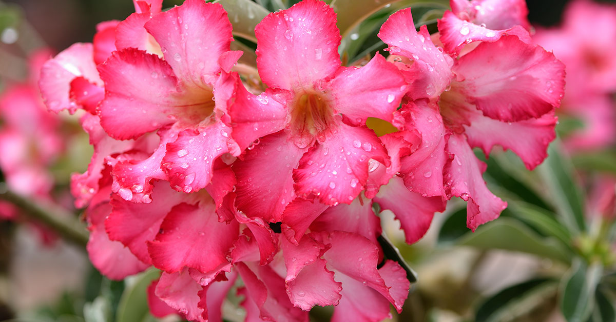 Desert Rose Growing & Care - The Garden Magazine