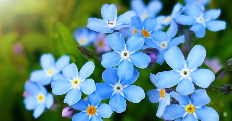 14 Flowers That Are Perfect For Memorials - The Garden Magazine
