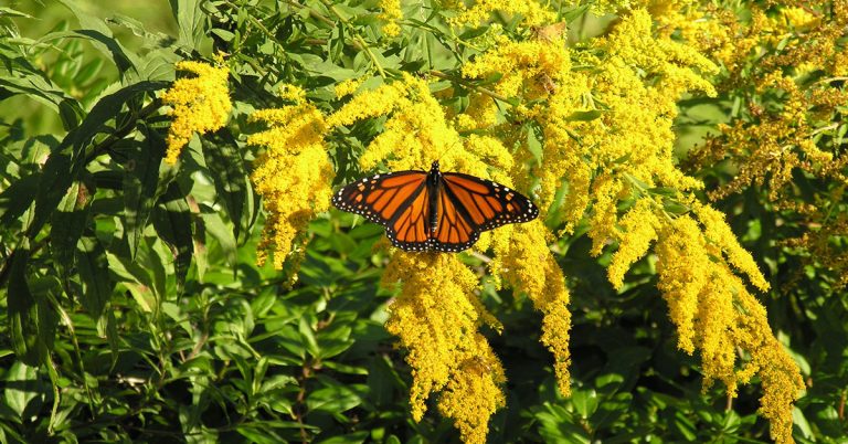 Grow These 15 Perennial Flowers Native to Colorado - The Garden Magazine