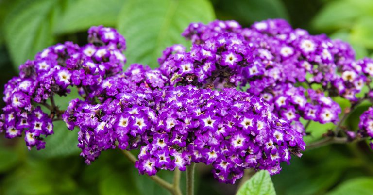 Heliotrope Growing, Symbolism, & Care - The Garden Magazine