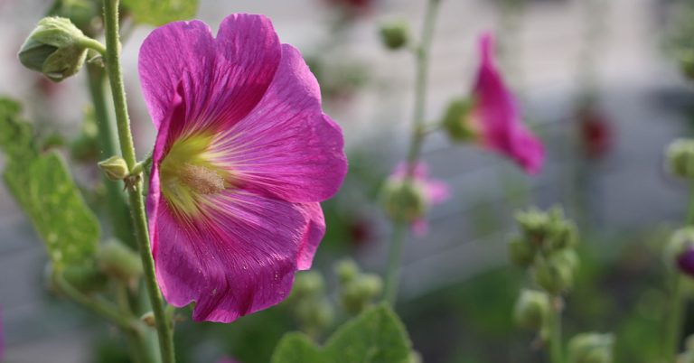 22 Flowers That Bloom In July - The Garden Magazine