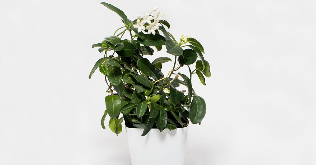 Jasmine Plant: Growing, Care, & More - The Garden Magazine