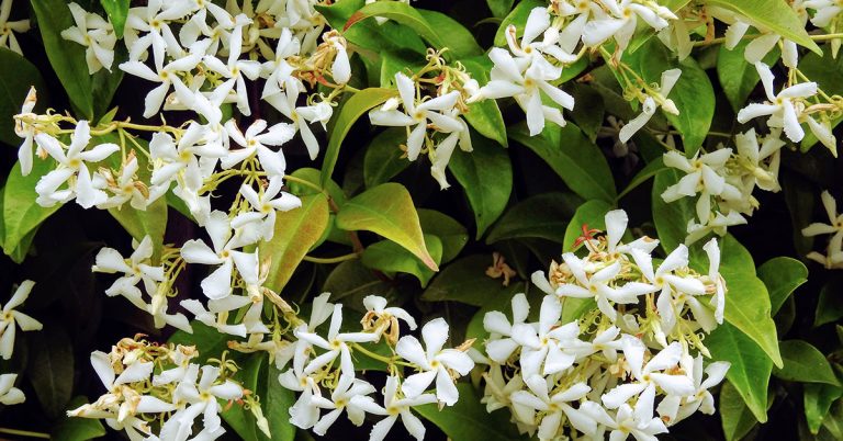 15 Plants with Powerful Spiritual Significance - The Garden Magazine