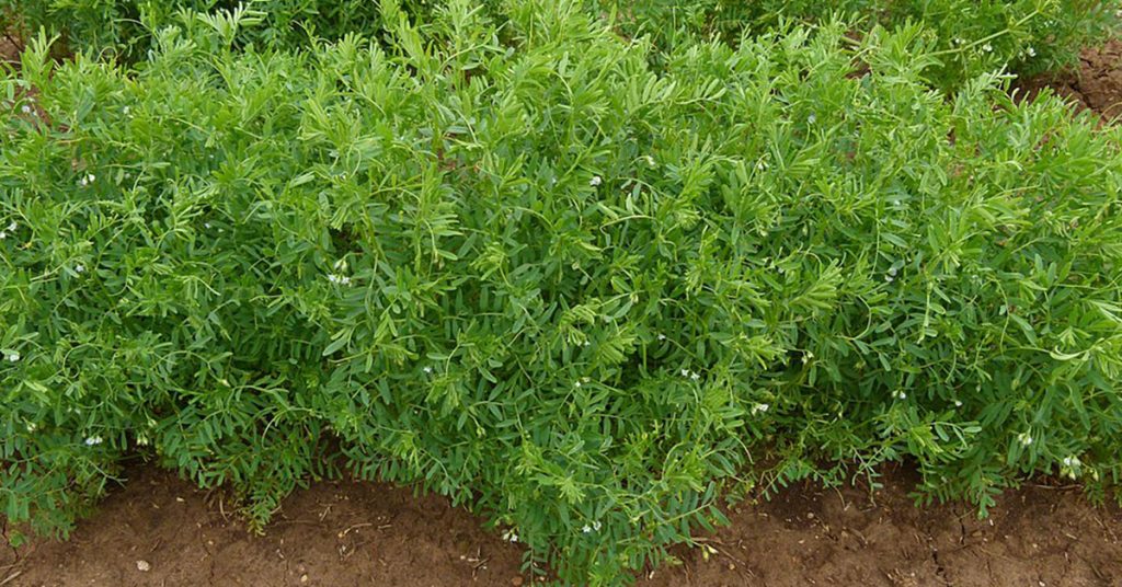 Lentil Plant Growing & Care Guide - The Garden Magazine