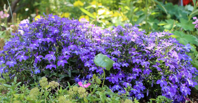 Lobelia Planting, Uses, & Care - The Garden Magazine