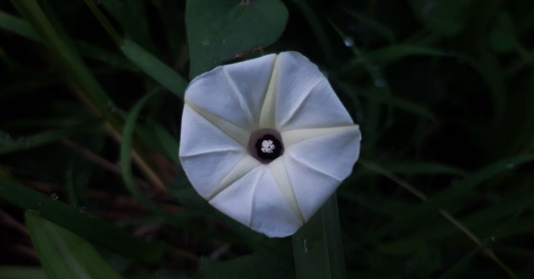 Moon Flower: Growing, Care, & More - The Garden Magazine