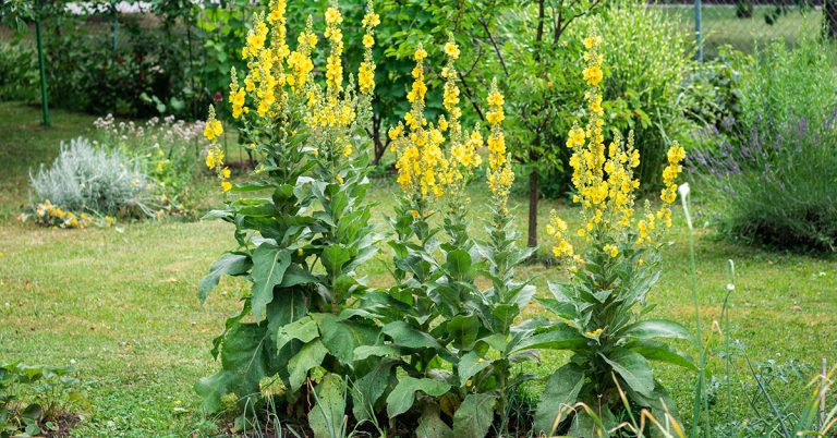 Mullein: Growing, Care, & Uses - The Garden Magazine