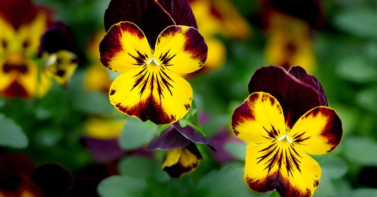 Pansy Planting & Care Guide - The Garden Magazine