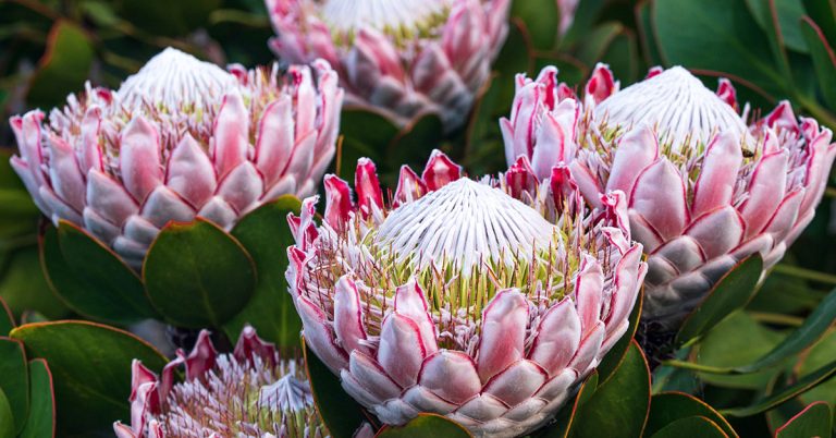 Protea Growing & Care - The Garden Magazine