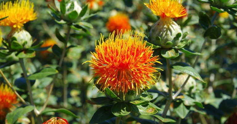 Safflower Growing & Care - The Garden Magazine