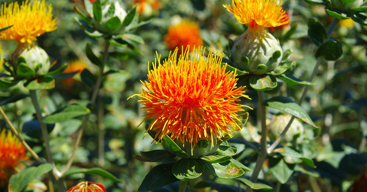 Safflower Growing & Care - The Garden Magazine
