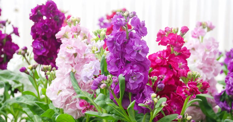 When And How To Deadhead Stock Flowers - The Garden Magazine