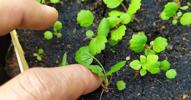 How To Store & Save Strawberry Seeds - The Garden Magazine