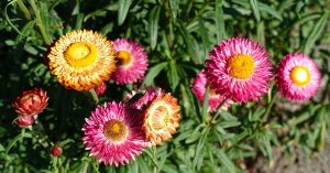 Strawflower Growing & Care Guide - The Garden Magazine