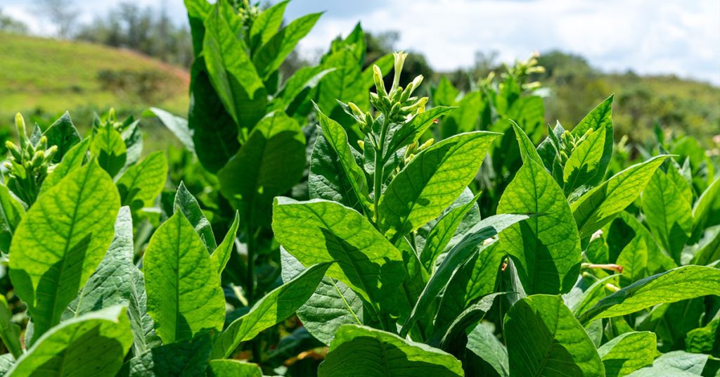 Tobacco Plant Growing & Care Guide - The Garden Magazine