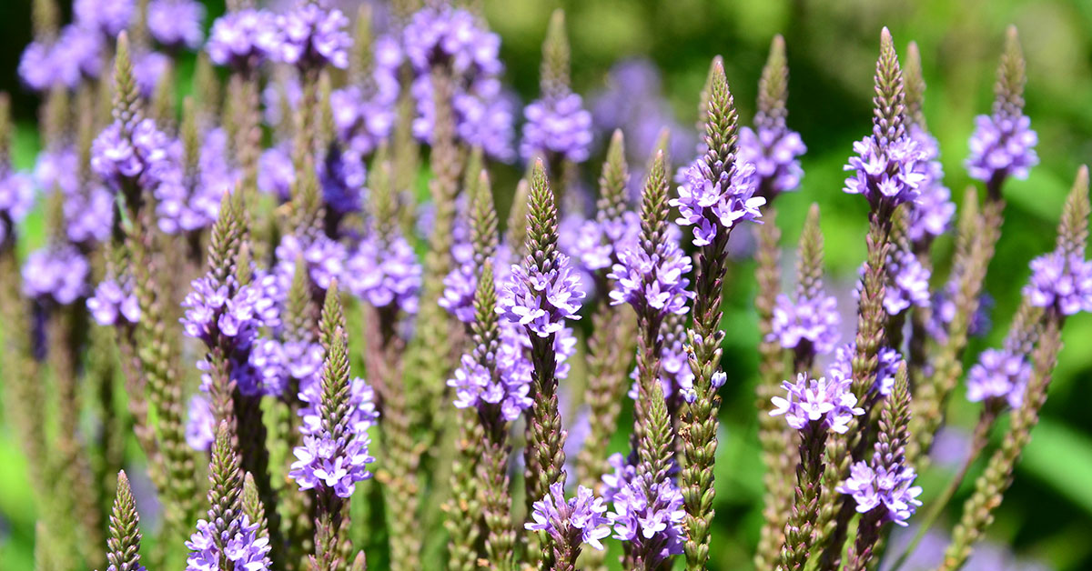 Vervain Growing, Care, & Uses - The Garden Magazine