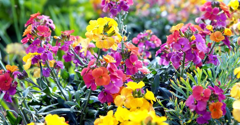 Wallflower Growing & Care - The Garden Magazine