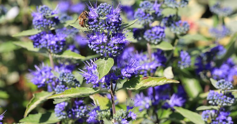 14 Flowers That Bloom In September - The Garden Magazine