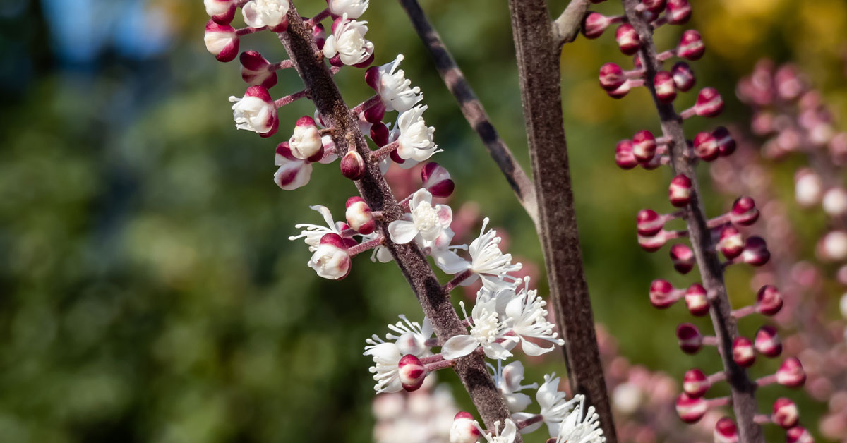 14 Flowers That Bloom In September - The Garden Magazine