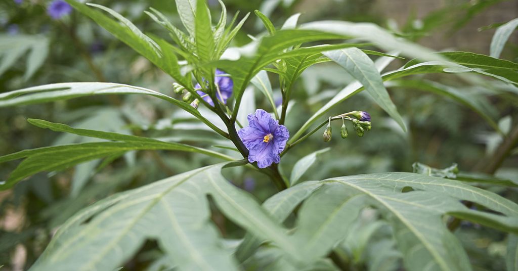 17 Flowers Native To New Zealand To Grow In Your Garden - The Garden ...