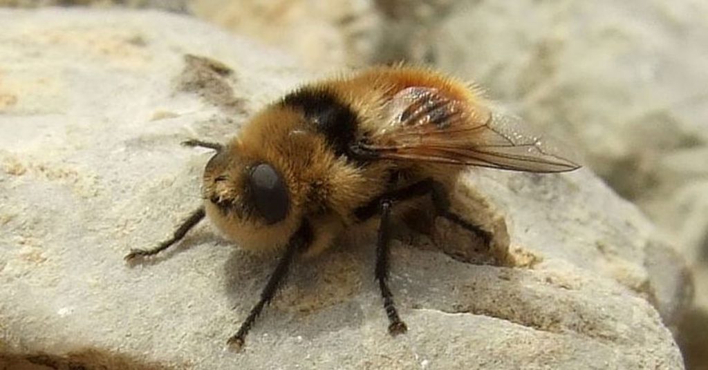 How To Get Rid Of Bot Flies - The Garden Magazine