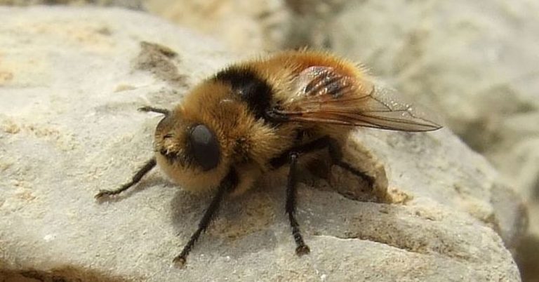 How To Get Rid Of Bot Flies - The Garden Magazine